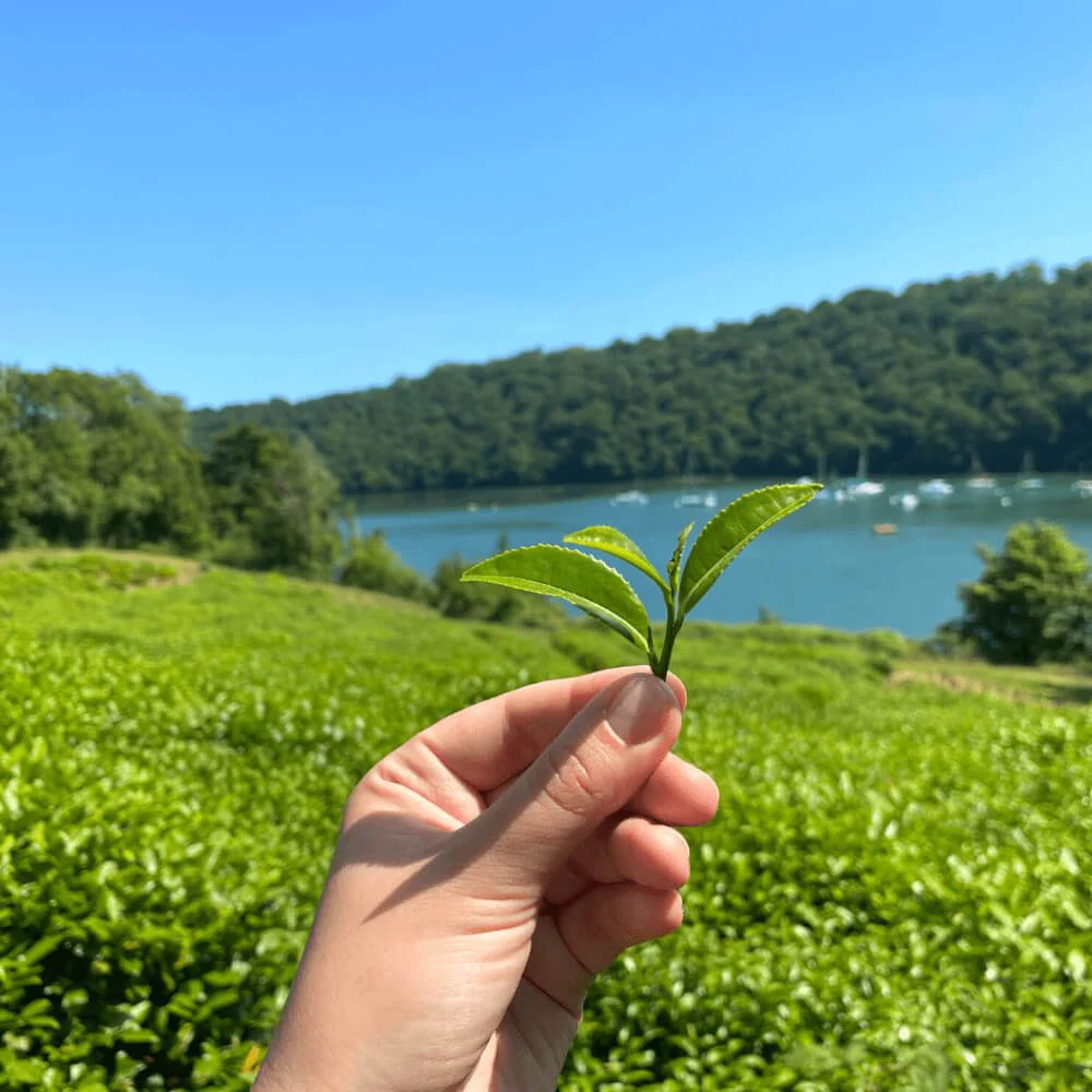 Tregothnan Estate Experiences & Tours - Things to Do Truro